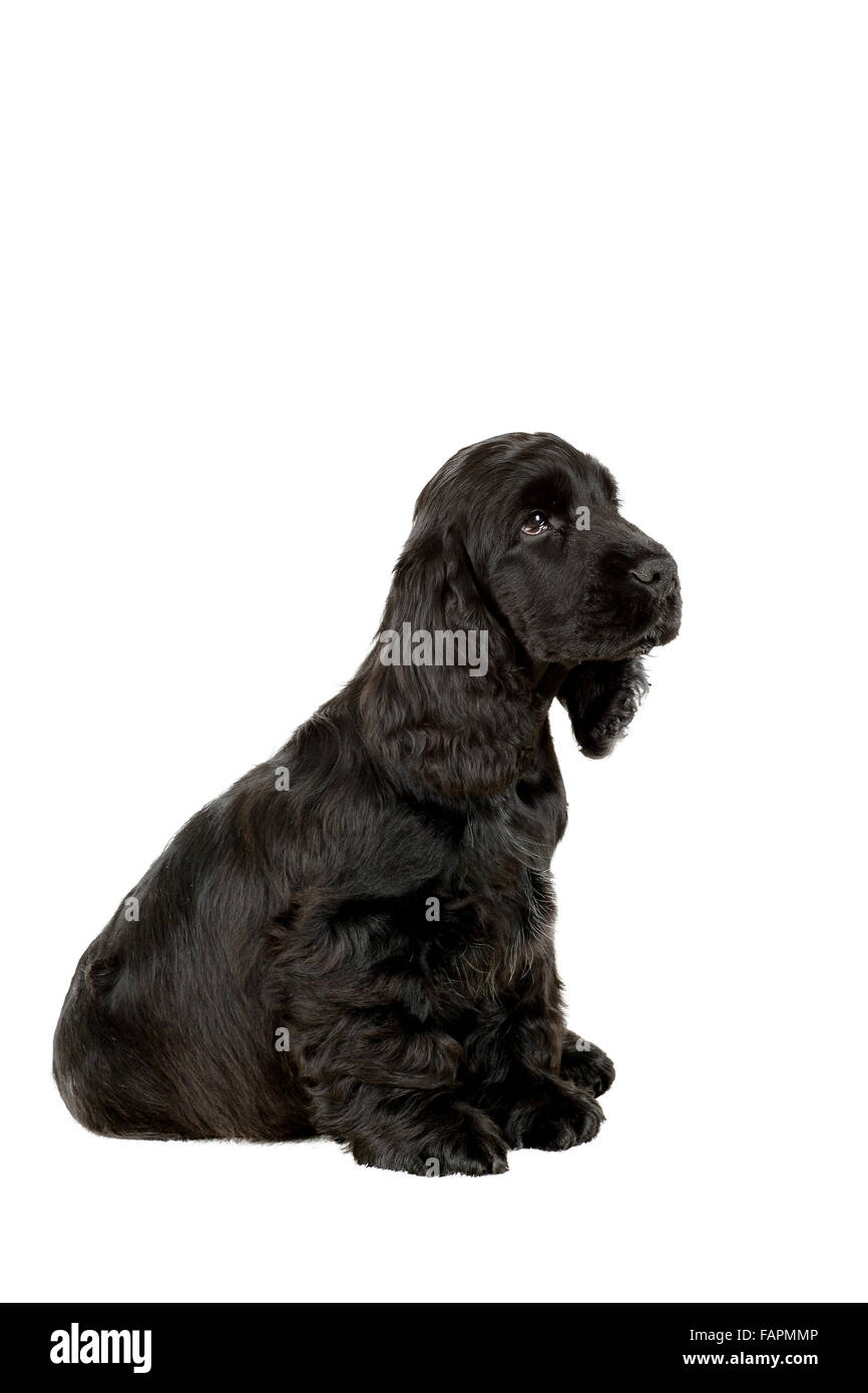 isolated portrait of english cocker spaniel puppy, european champion ...