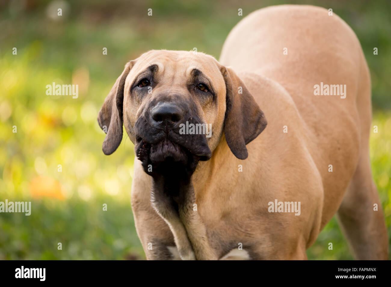 puppy of Fila Brasileiro (Brazilian Mastiff) outdoor on green grass ...