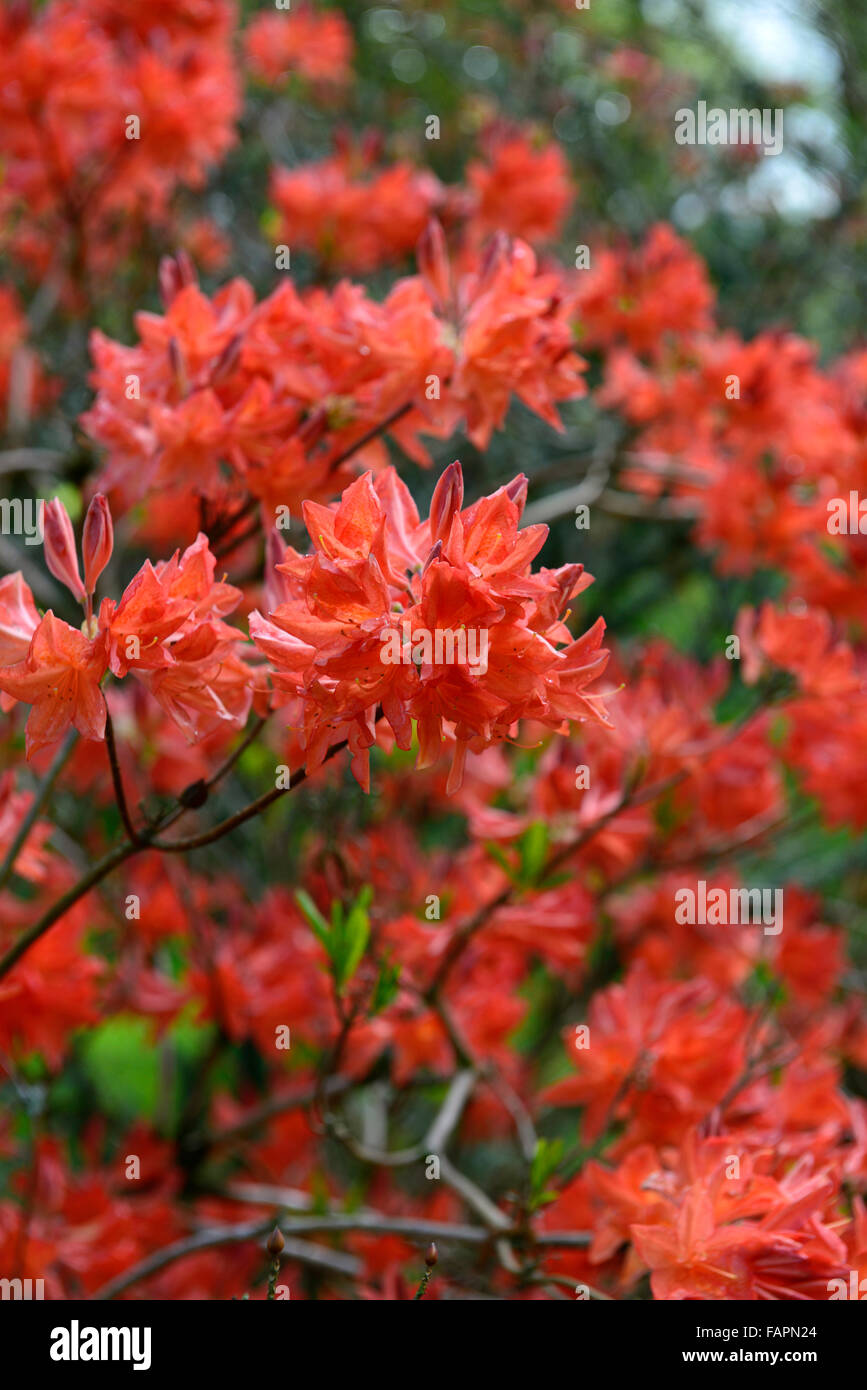 azalea mollis babeuff red flower flowers flowering display spring ...