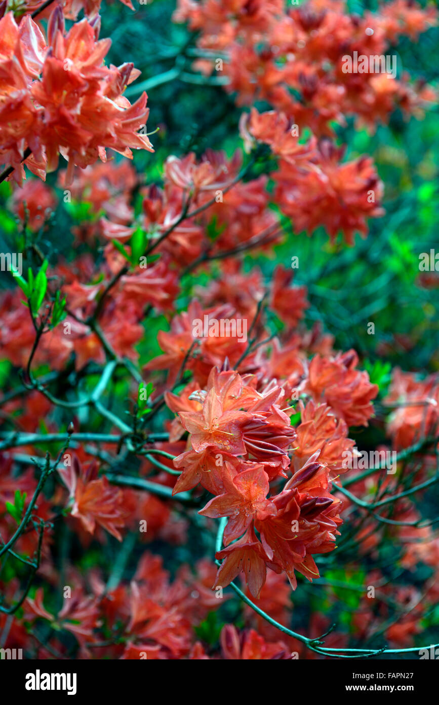 azalea mollis babeuff red flower flowers flowering display spring ...