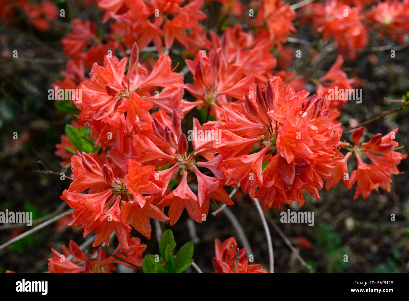 azalea mollis babeuff red flower flowers flowering display spring ...