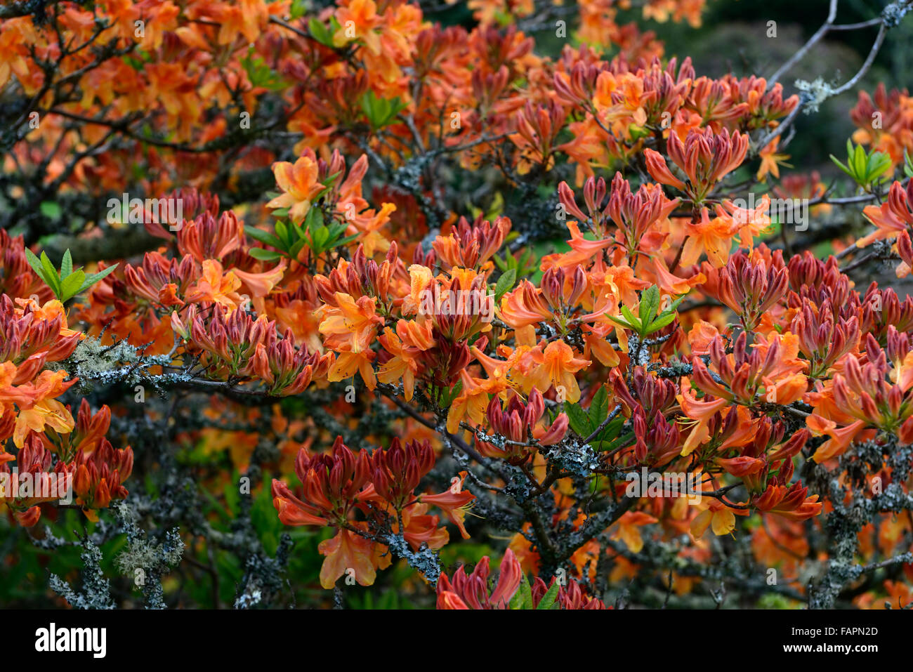 azalea mollis christopher wren orange flower flowering display spring ...