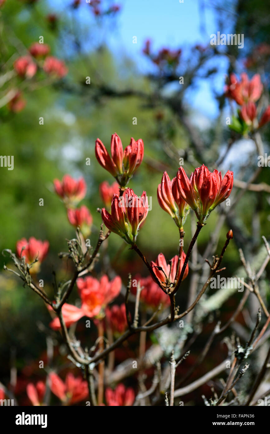azalea mollis mrs g van noordt red flower flowering display spring ...