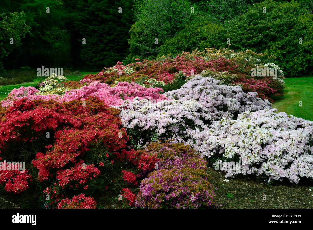 azalea kurume rasho mon rasho-mon azalea kurume hinodegiri azalea ...