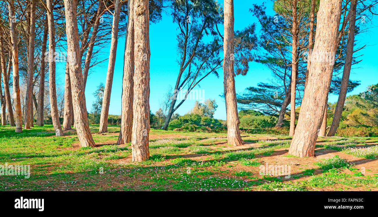 Mugoni pinewood on a clear sunny day Stock Photo - Alamy