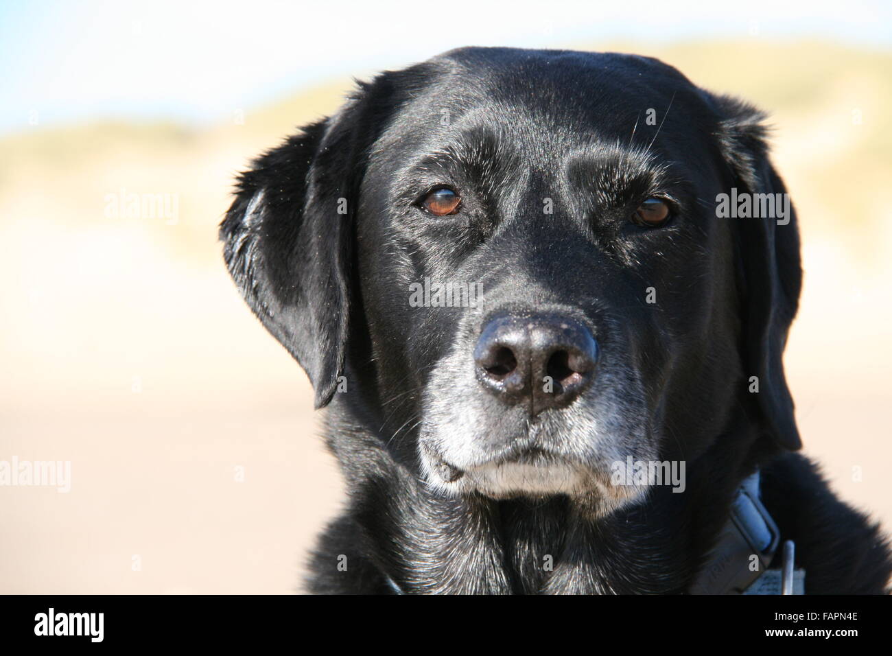 A head and shoulders shot of a senior black Labrador male dog with grey ...