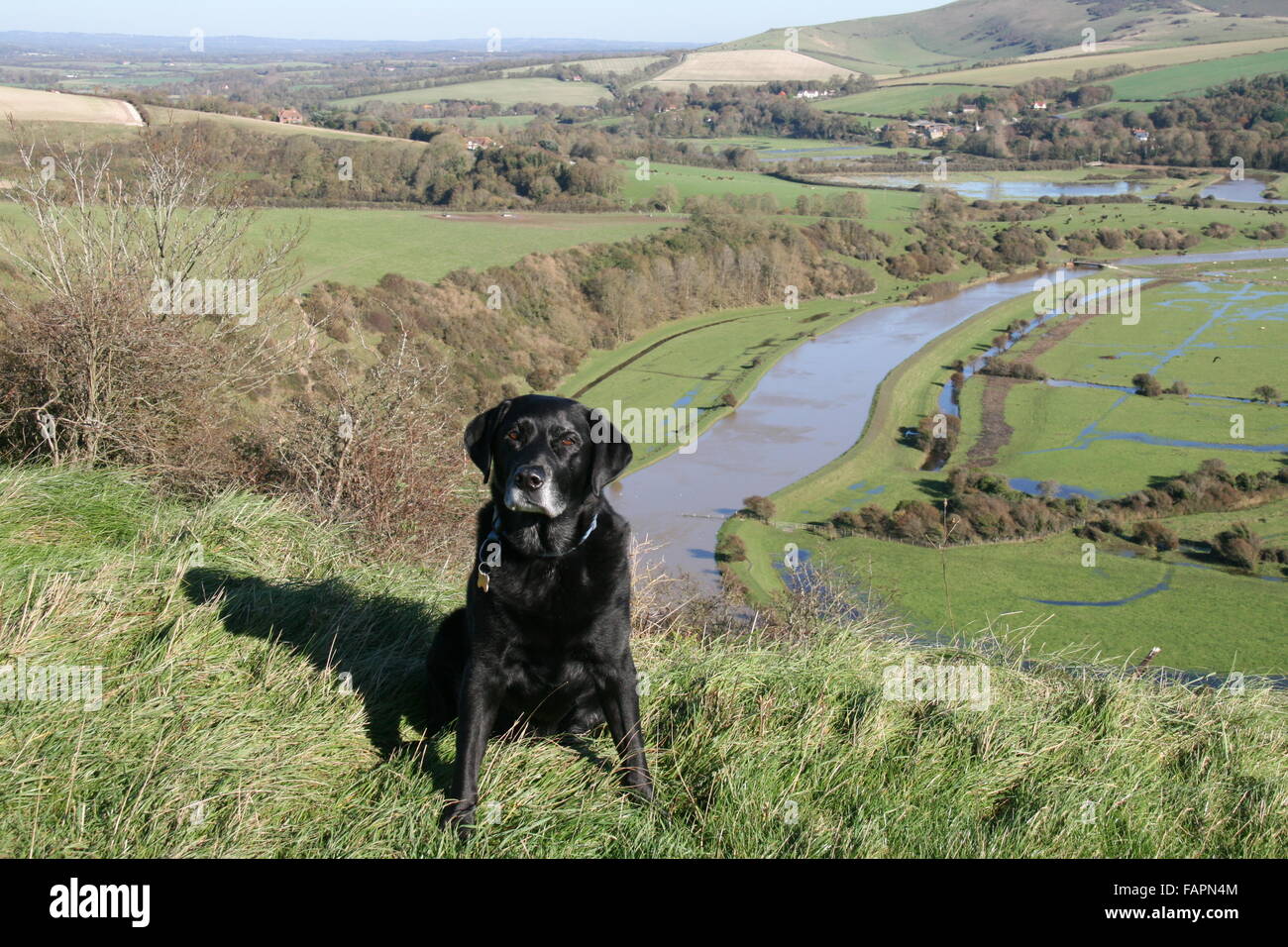 A BLACK LABRADOR SITTING ON A HILL WITH THE VALLEY AND RIVER BEHIND ...