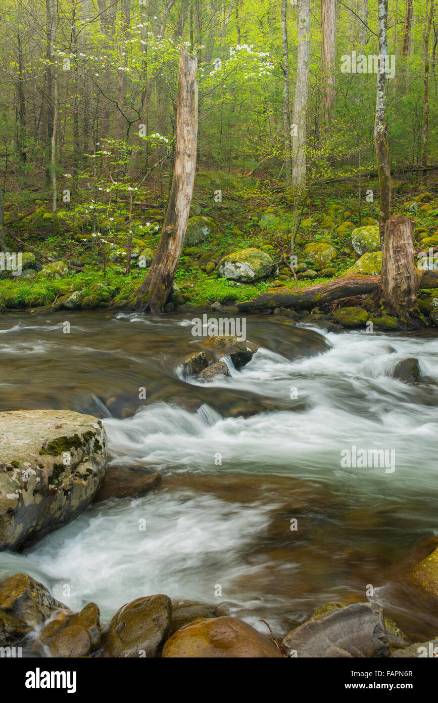 Spring view of Middle Prong Little River, Dogwood trees blooming Great ...