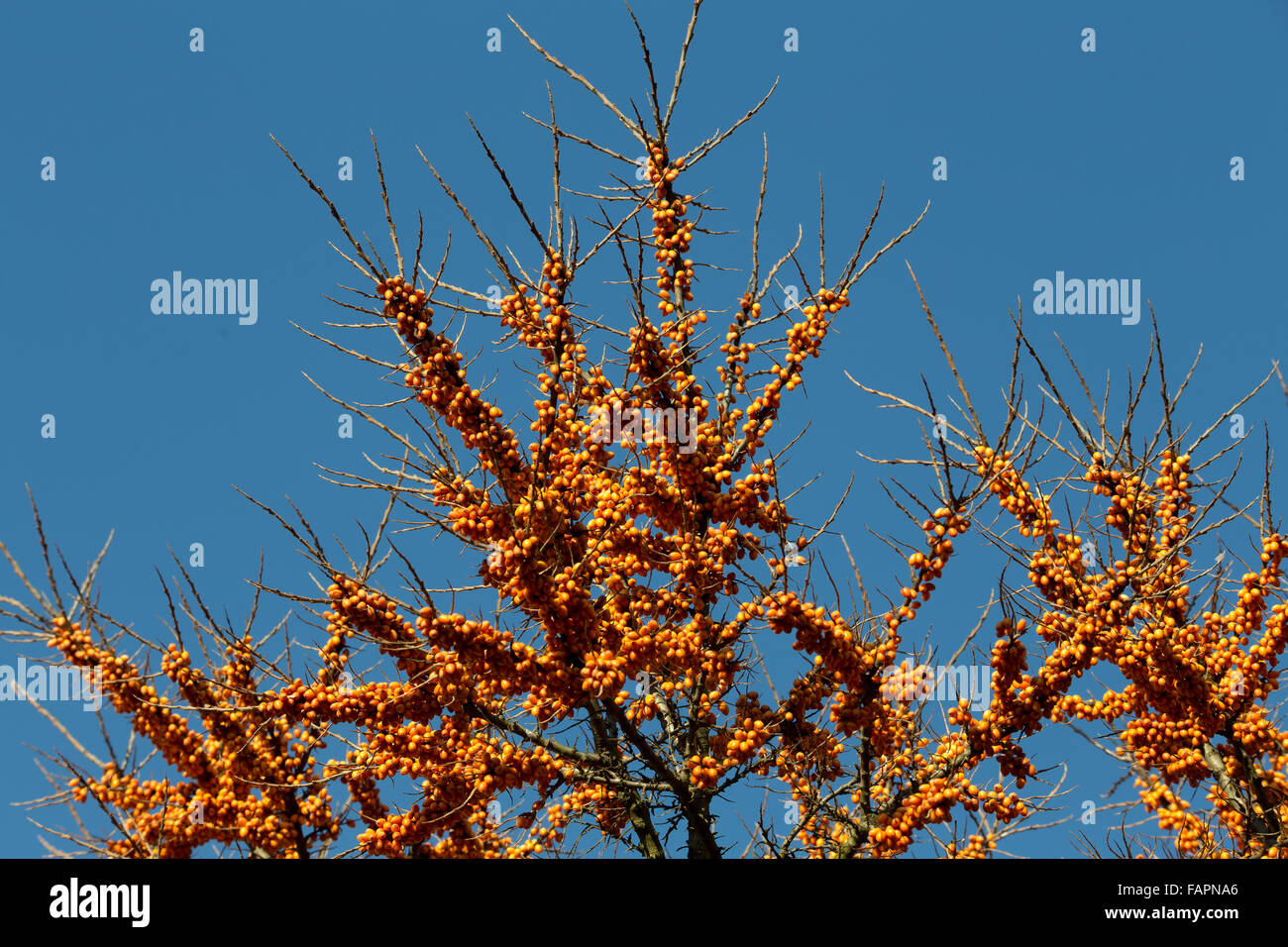unharvester Sea buckthorn tree, close-up (Hippophae rhamnoides, typical ...