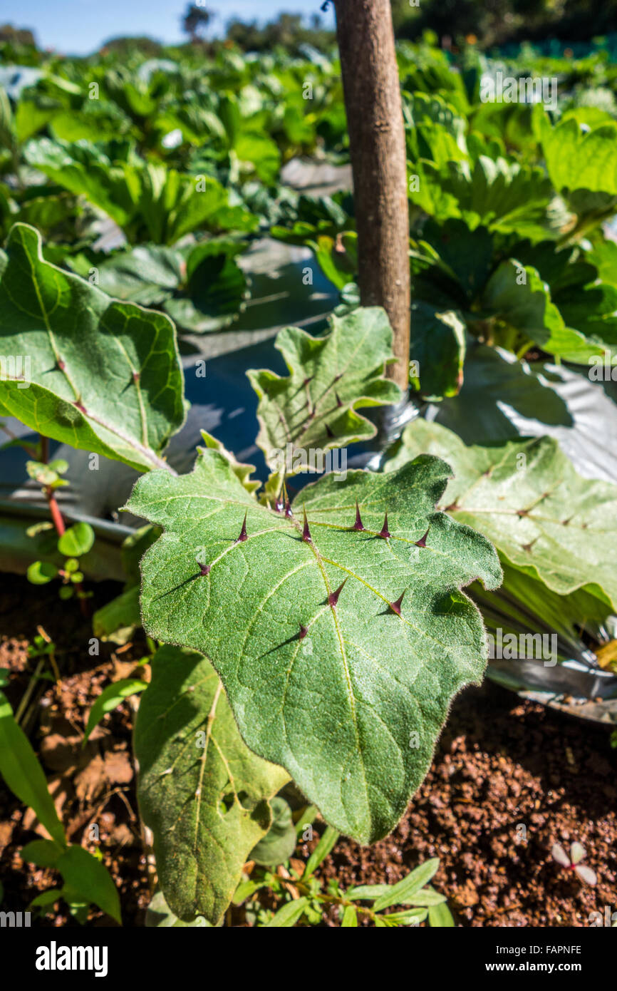 Prickly apple hi-res stock photography and images - Alamy