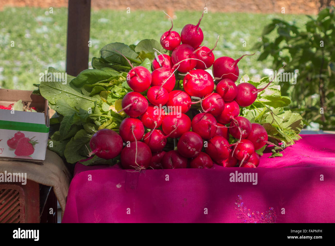 Red round scarlet Turnips kept for sale near a strawberry farm in ...
