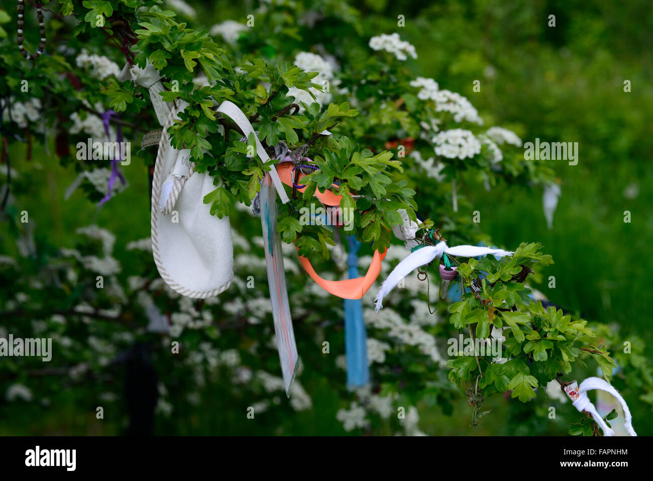 Whitethorn tree hi-res stock photography and images - Alamy