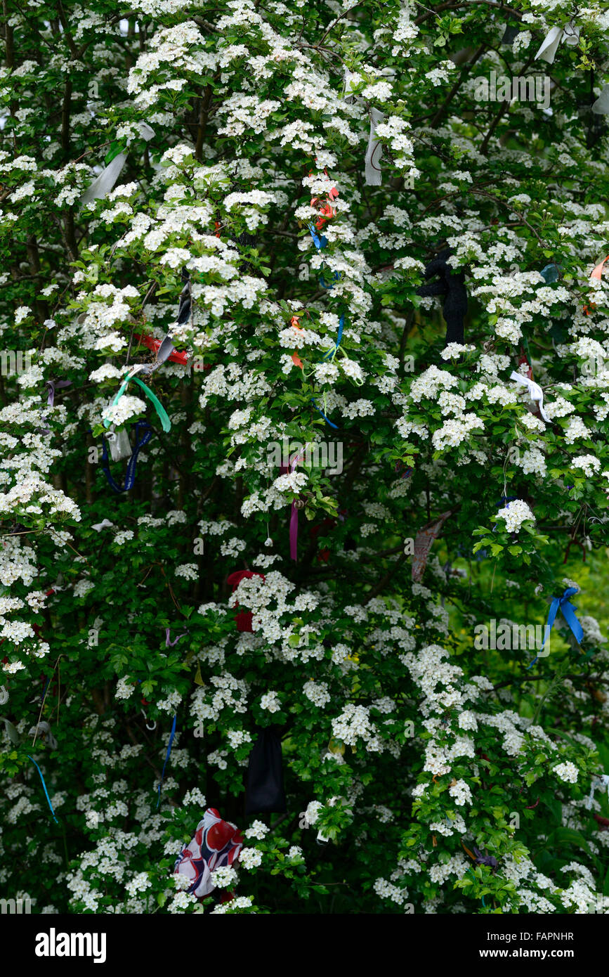 crataegus monogyna rag tree whitethorn mayblossom rags tied tie ...