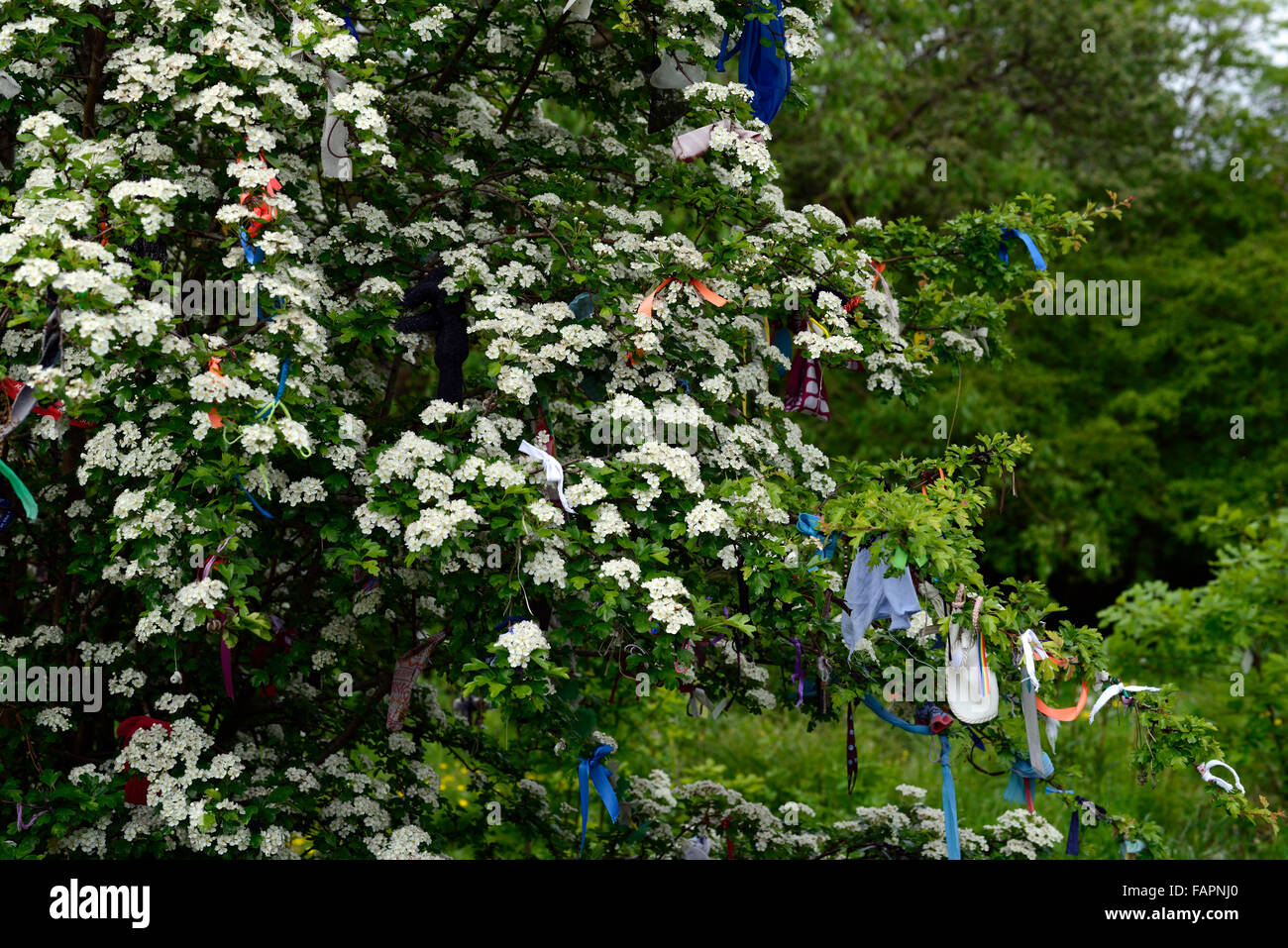 crataegus monogyna rag tree whitethorn mayblossom rags tied tie ...