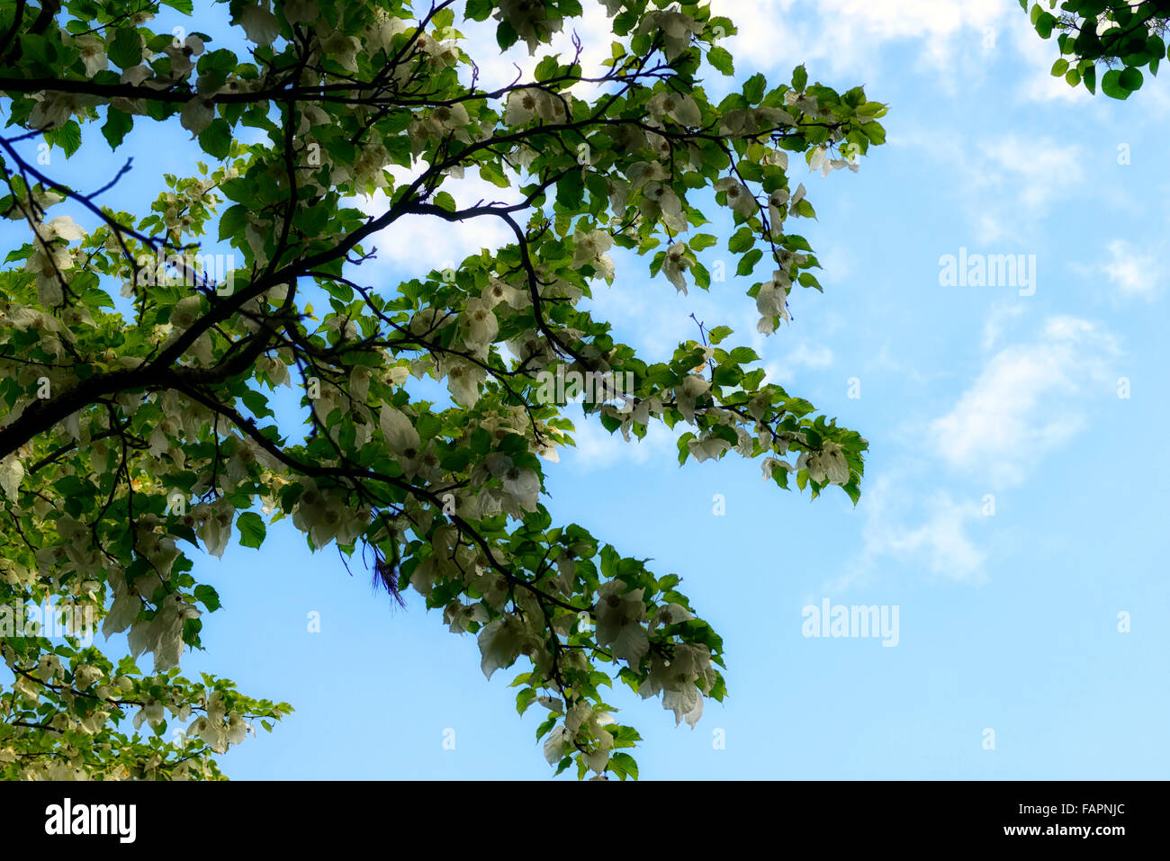 Davidia involucrata white flowers flowering trees handkerchief tree ...