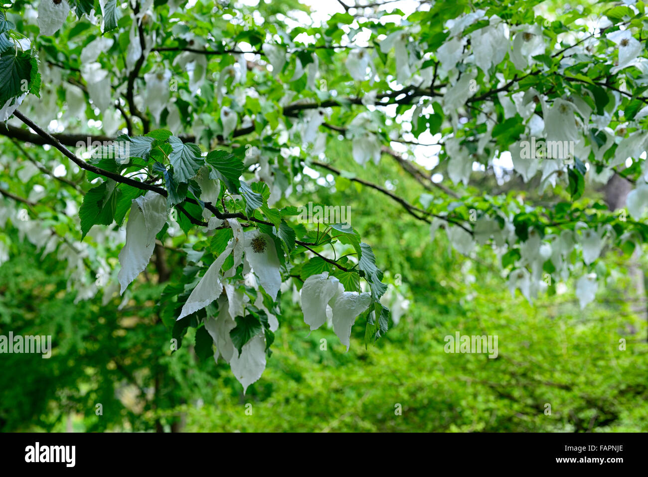 Davidia involucrata white flowers flowering trees handkerchief tree ...