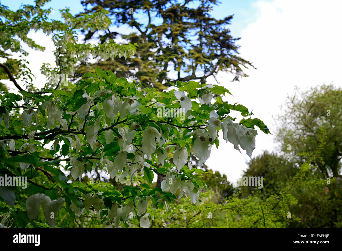 Davidia involucrata white flowers flowering trees handkerchief tree ...
