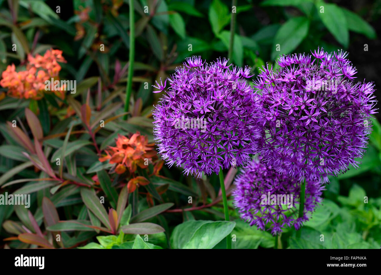 Euphorbia fireglow allium orange purple sensation orange bract bracts ...