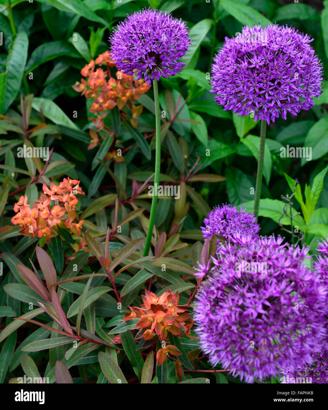 Allium and euphorbia hi-res stock photography and images - Alamy