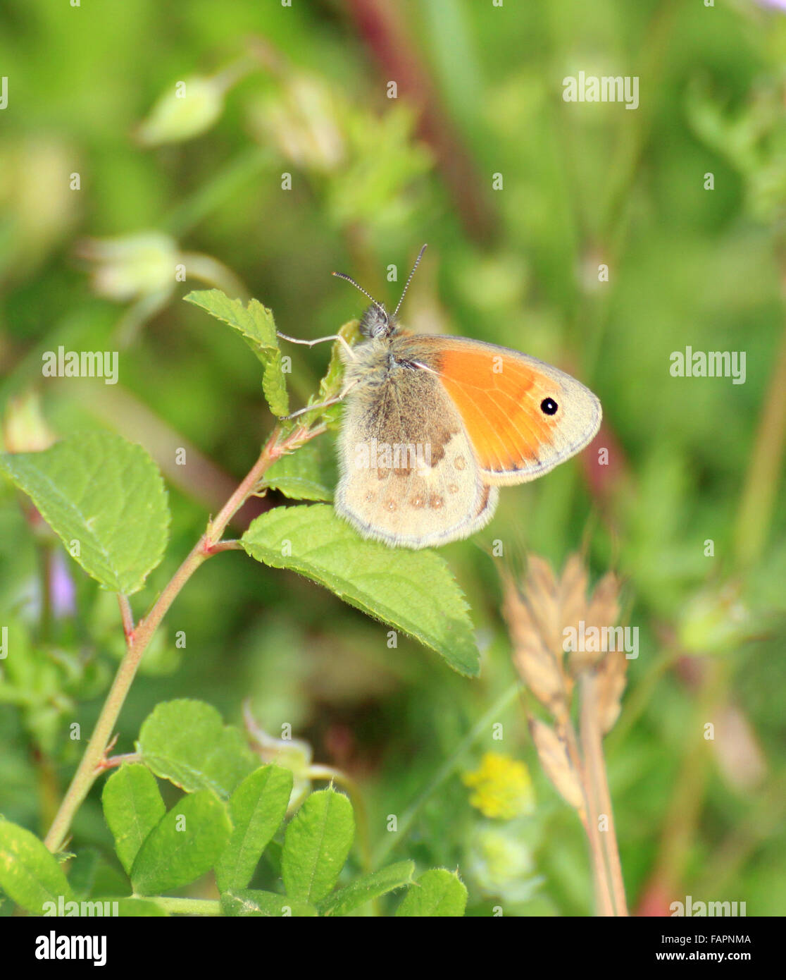 Small heath butterfly hi-res stock photography and images - Alamy