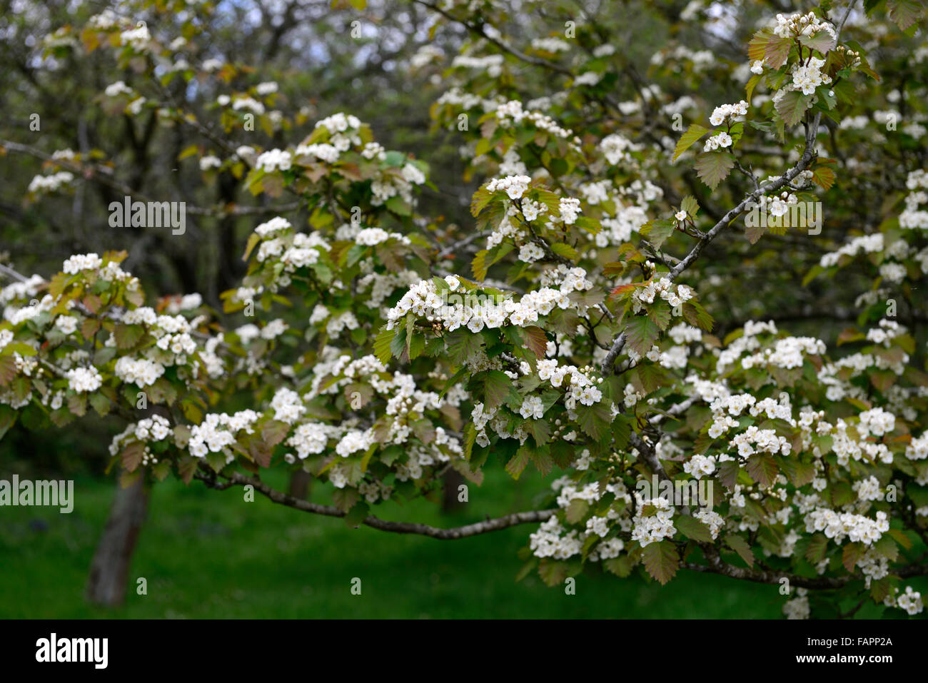 Hawthorn tree Crataegus monogyna white flower flowers flowering spring ...