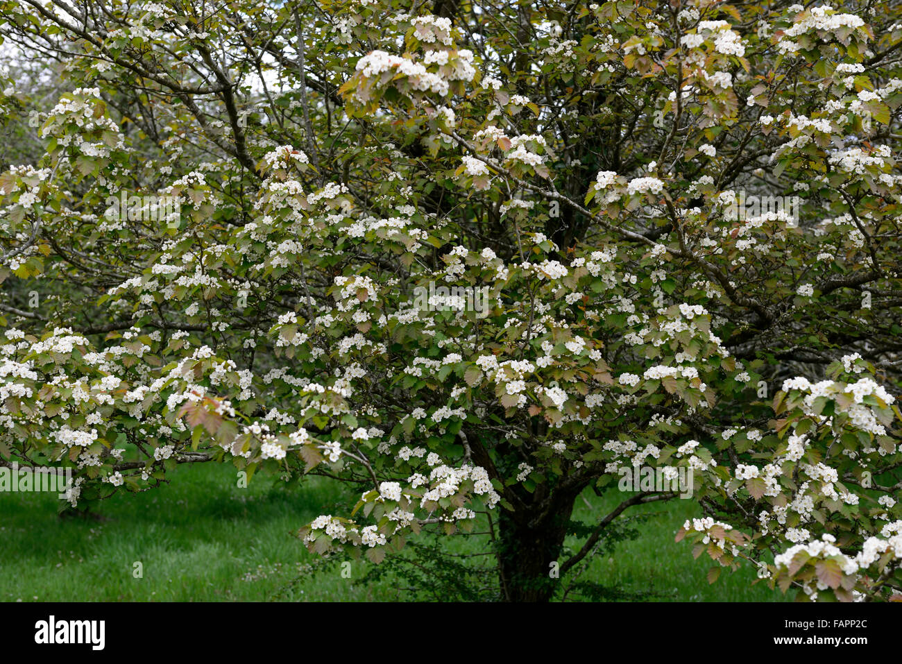 Hawthorn tree Crataegus monogyna white flower flowers flowering spring ...