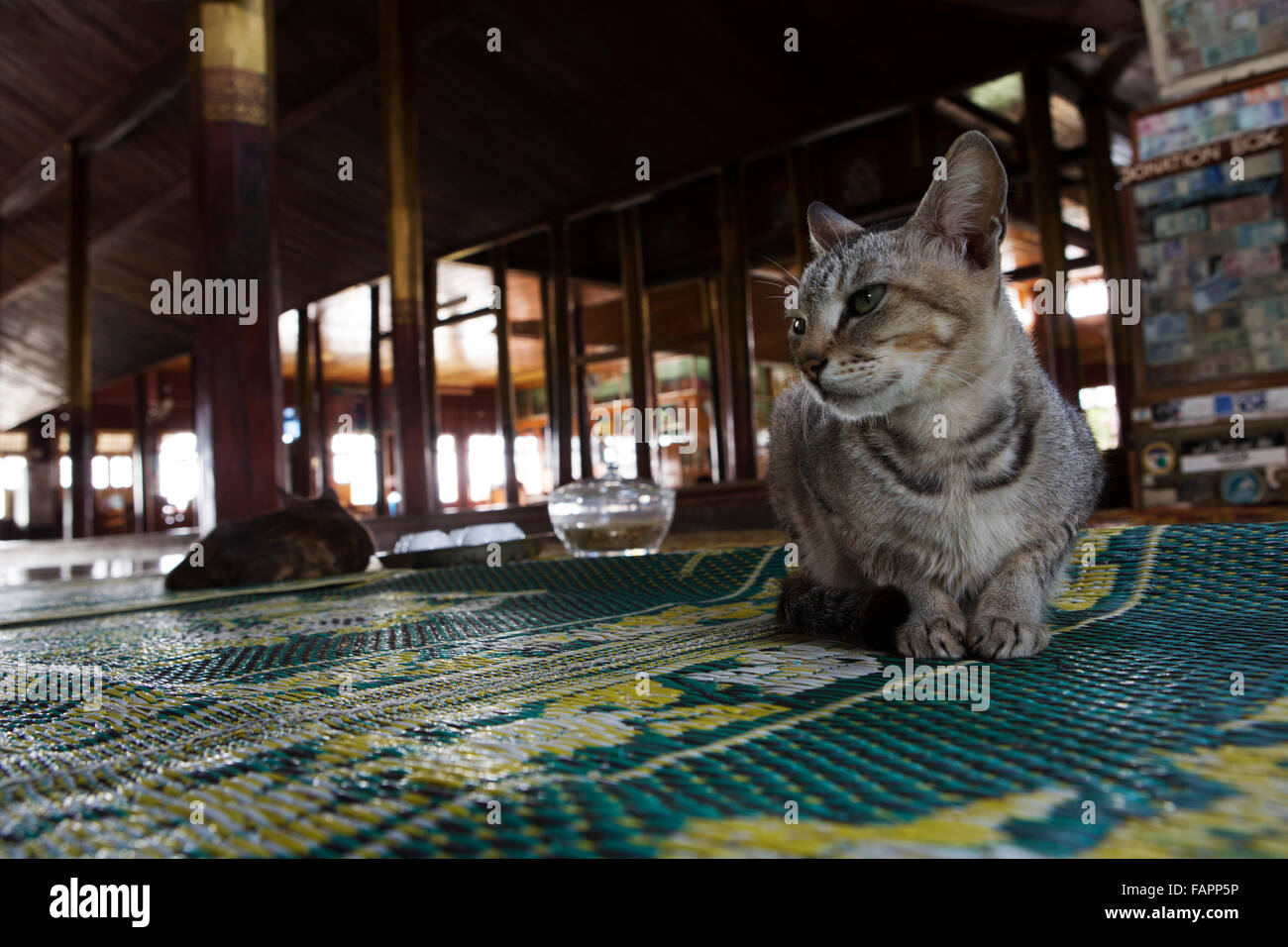 Cats at Nga Phe Kyaung monastery on Inle Lake in Myanmar (Burma). The ...