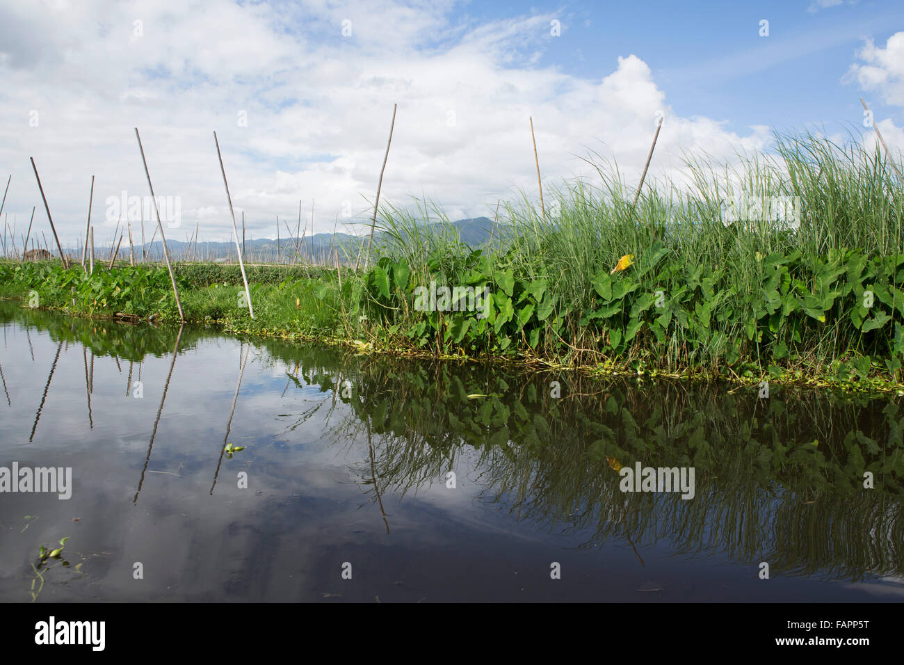 A floating farm on Inle Lake in Myanmar (Burma). The Intha people plant ...
