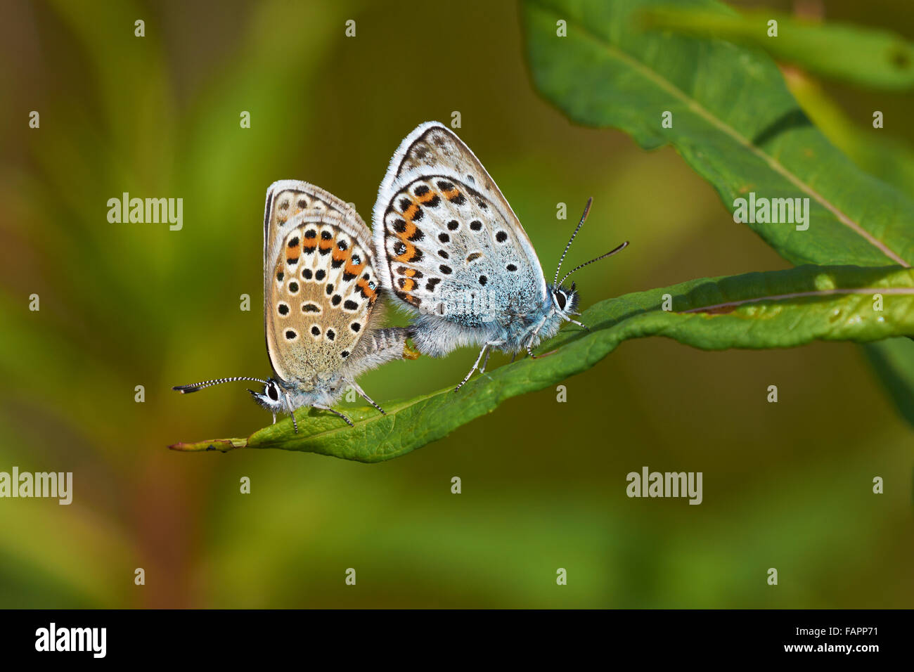 Silver-studded Blue Plebeius argus, mating pair joined on vegetation ...