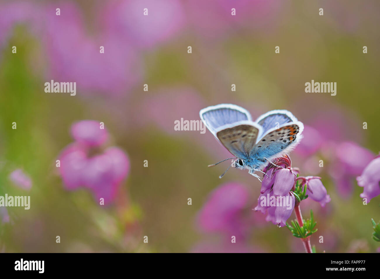 Silver studded blue butterfly hi-res stock photography and images - Alamy