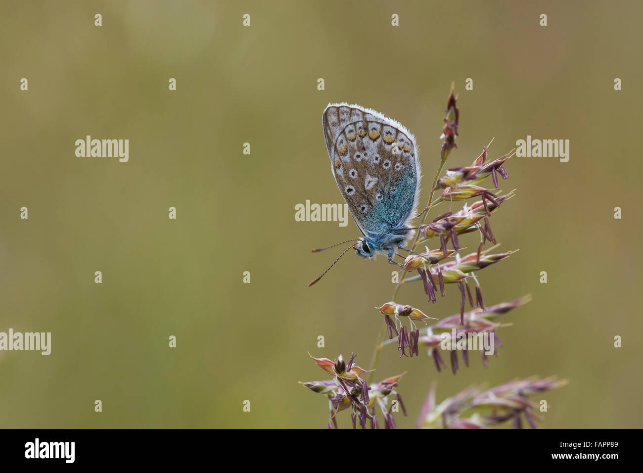 Male butterfly hi-res stock photography and images - Alamy