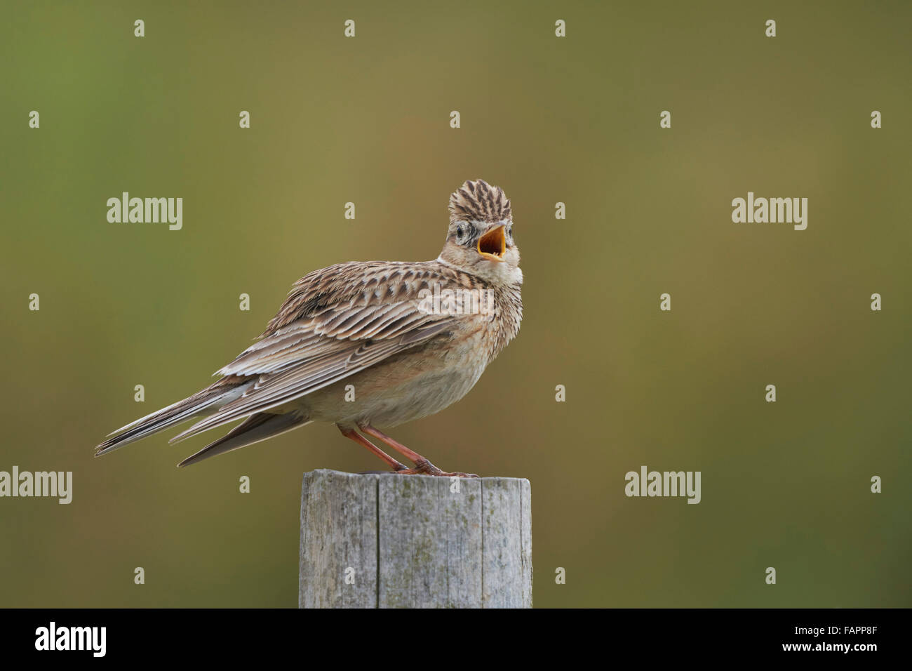 Skylark bird hi-res stock photography and images - Alamy