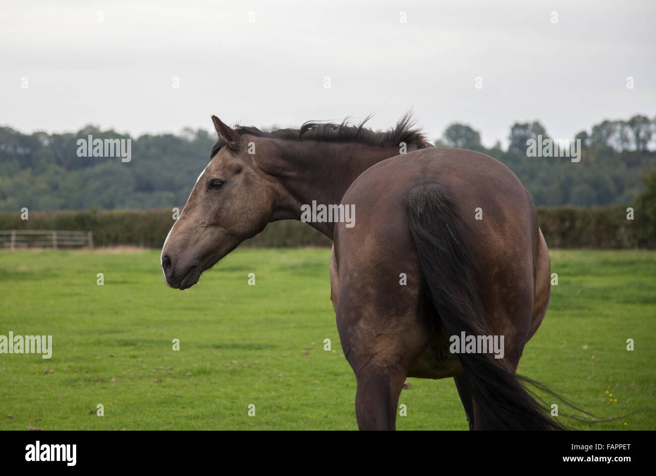 Horse Rear End High Resolution Stock Photography and Images - Alamy