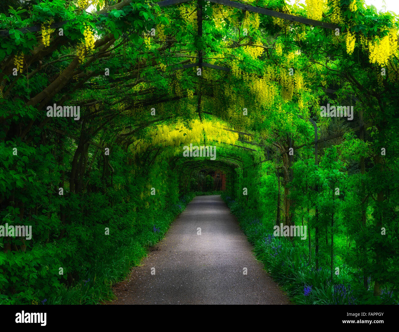 Pergola laburnum hi-res stock photography and images - Alamy