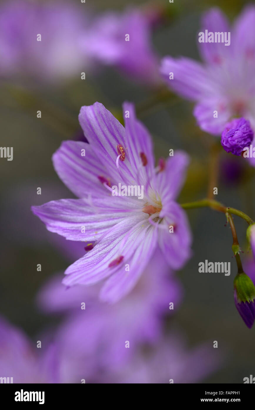 Lewisia columbiana subsp rupicola pink perennial Columbian lewisia ...