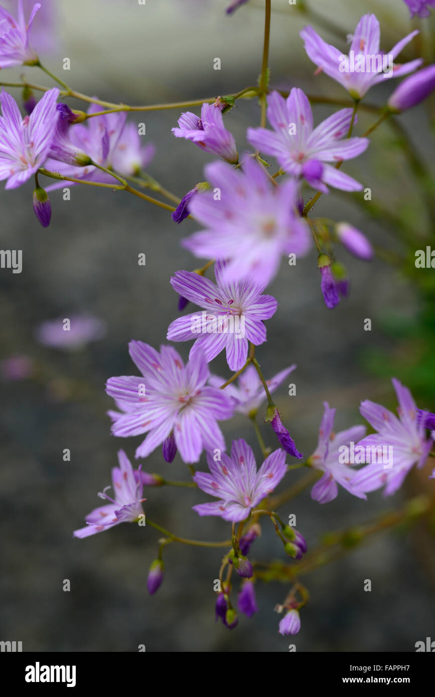 Lewisia columbiana subsp rupicola pink perennial Columbian lewisia ...