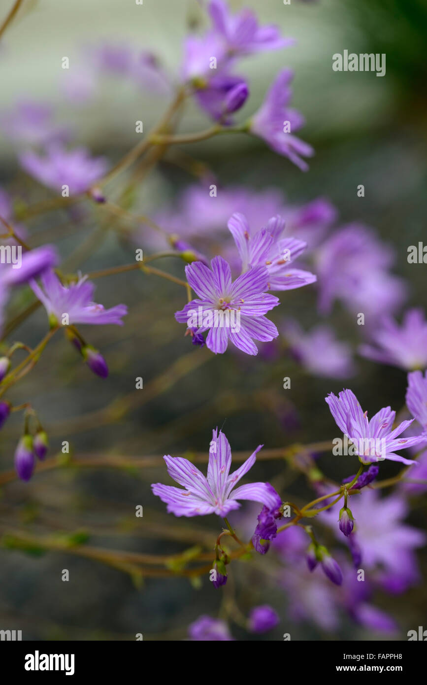 Lewisia columbiana subsp rupicola pink perennial Columbian lewisia ...