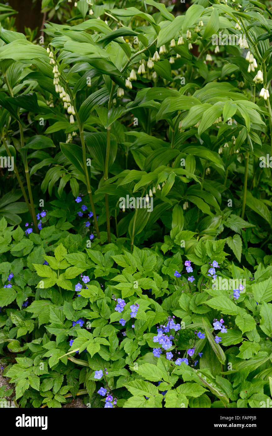 omphalodes verna polygonatum biflorum blue white flowers flowering ...