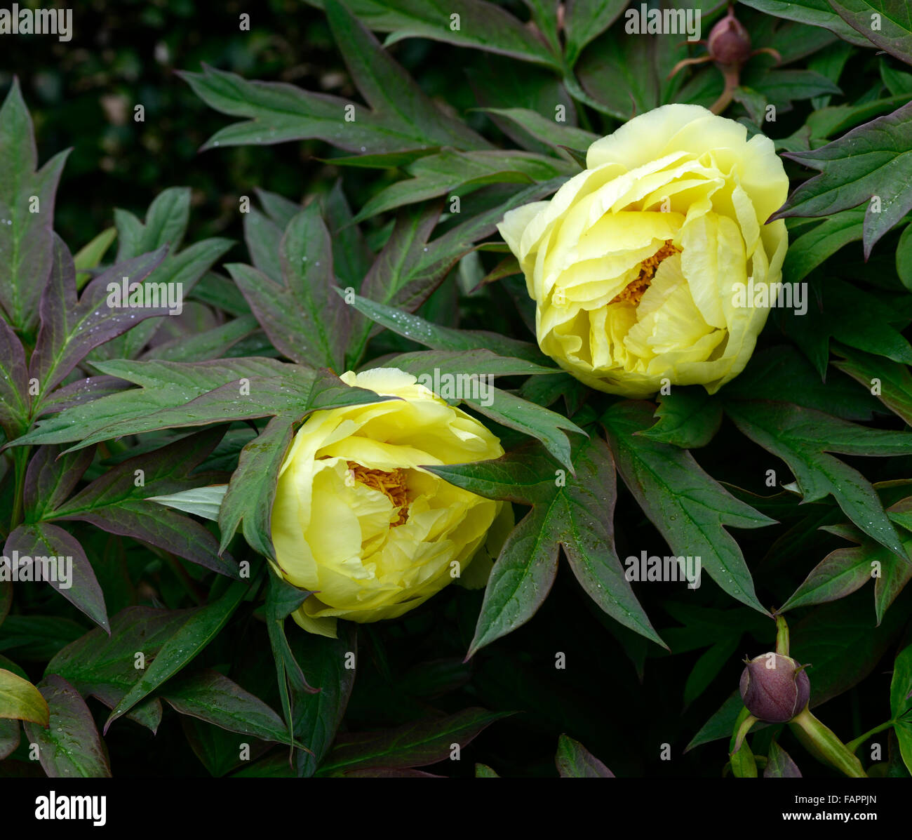 paeonia rockii hei nun yellow flowers Chinese tree Peony Peonies Moutan ...