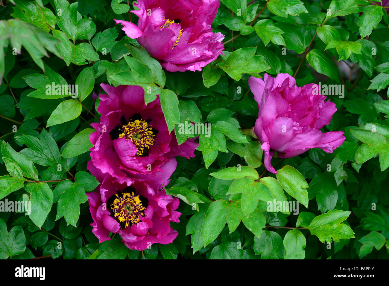 Pink tree peonies hi-res stock photography and images - Alamy