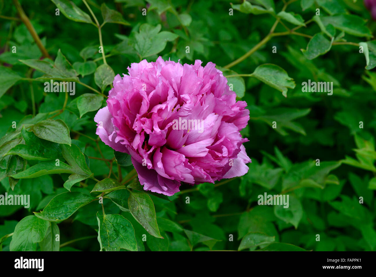 paeonia rockii lan guan xue die pink flowers Chinese tree Peony Peonies Moutan flower flowering ...