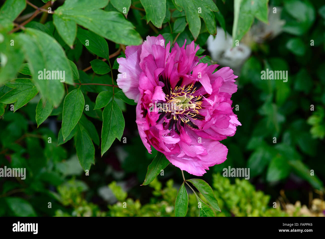 paeonia rockii mei gui sa jin pink flowers Chinese tree Peony Peonies ...