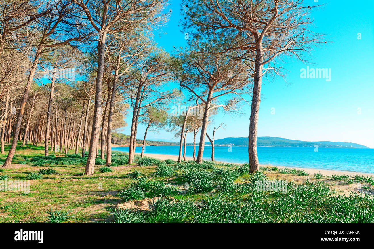 Mugoni pinewood on a clear sunny day Stock Photo - Alamy