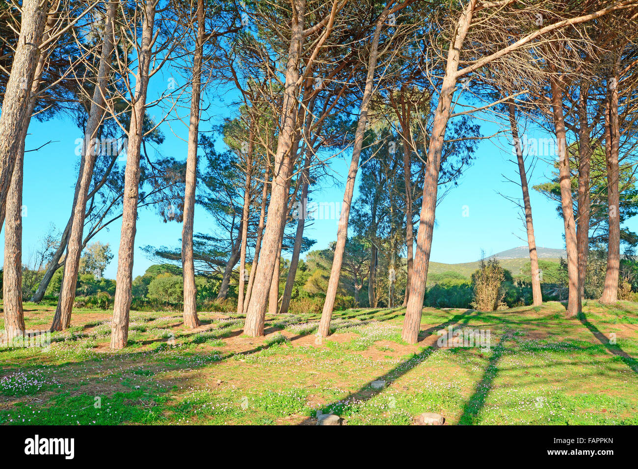 Pinewood island hi-res stock photography and images - Alamy