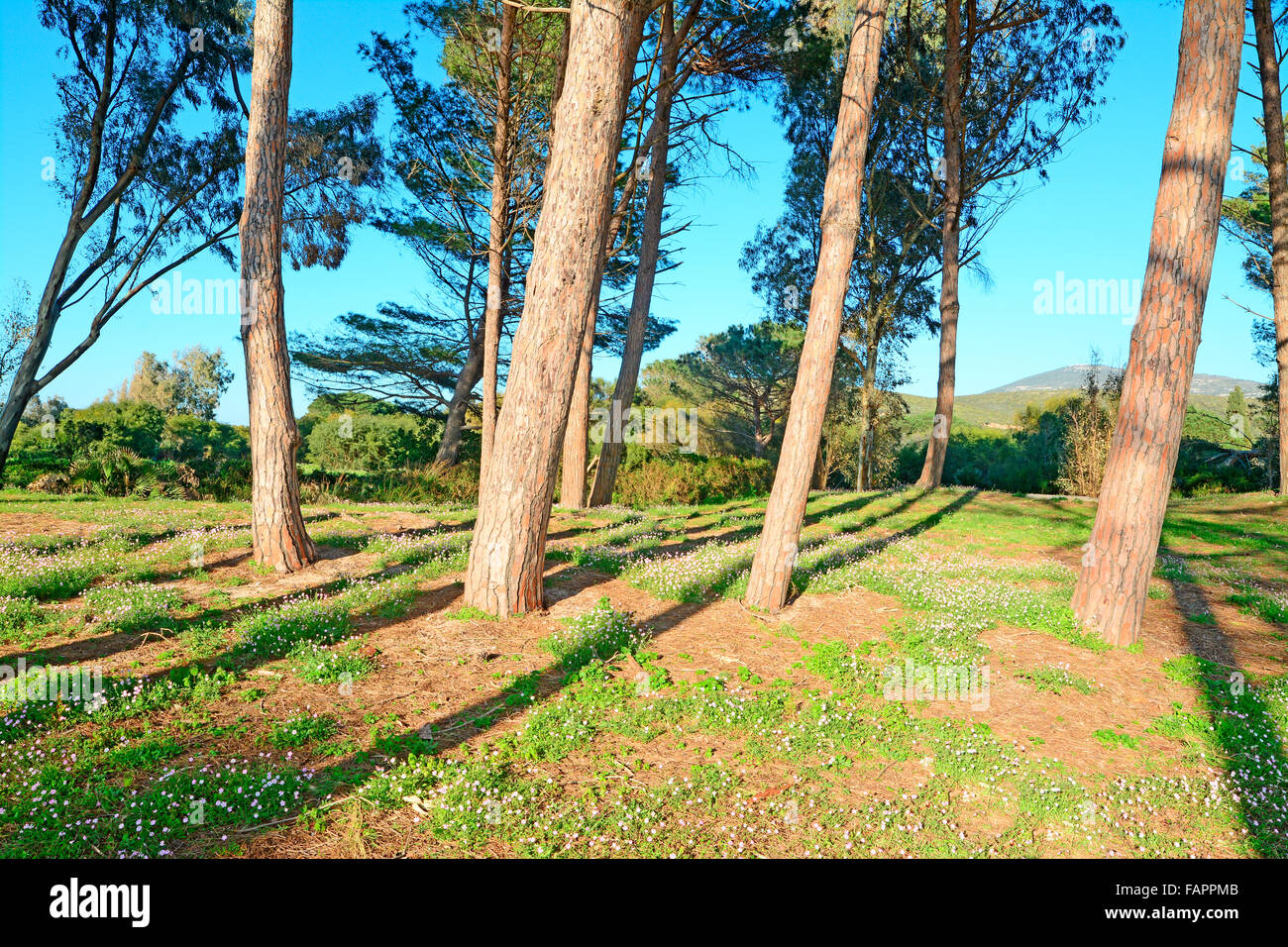 Mugoni pinewood on a clear sunny day Stock Photo - Alamy
