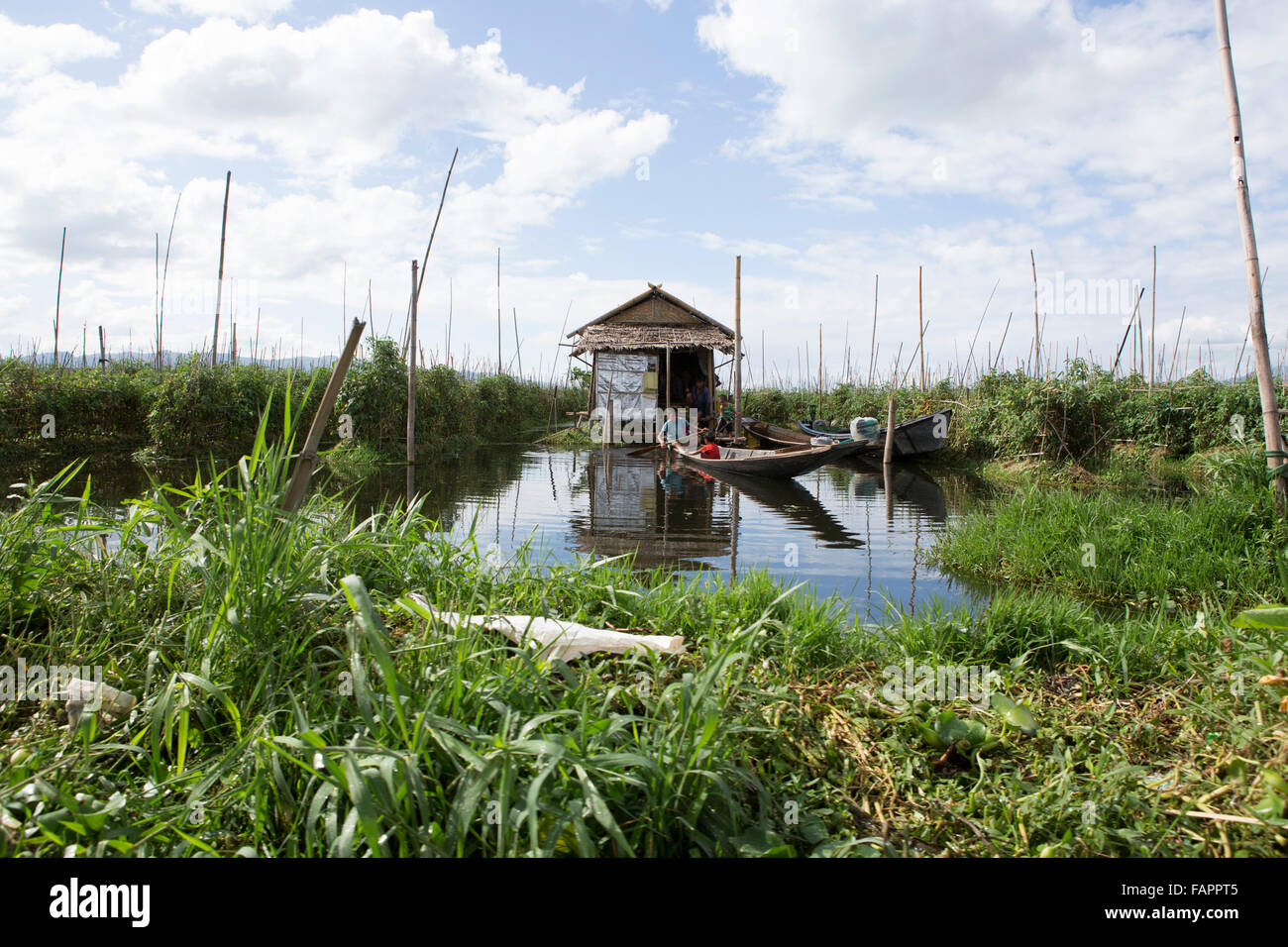 A farmer at work on the floating farms on Inle Lake in Myanmar (Burma ...