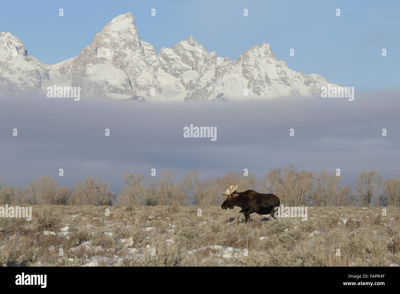 Grand teton national park moose hi-res stock photography and images - Alamy