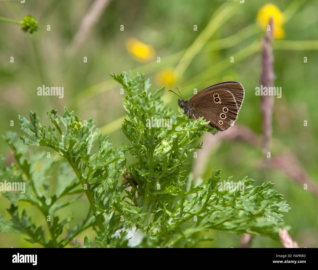 Ringlet butterfly Aphantopus hyperantus in the English countryside at ...