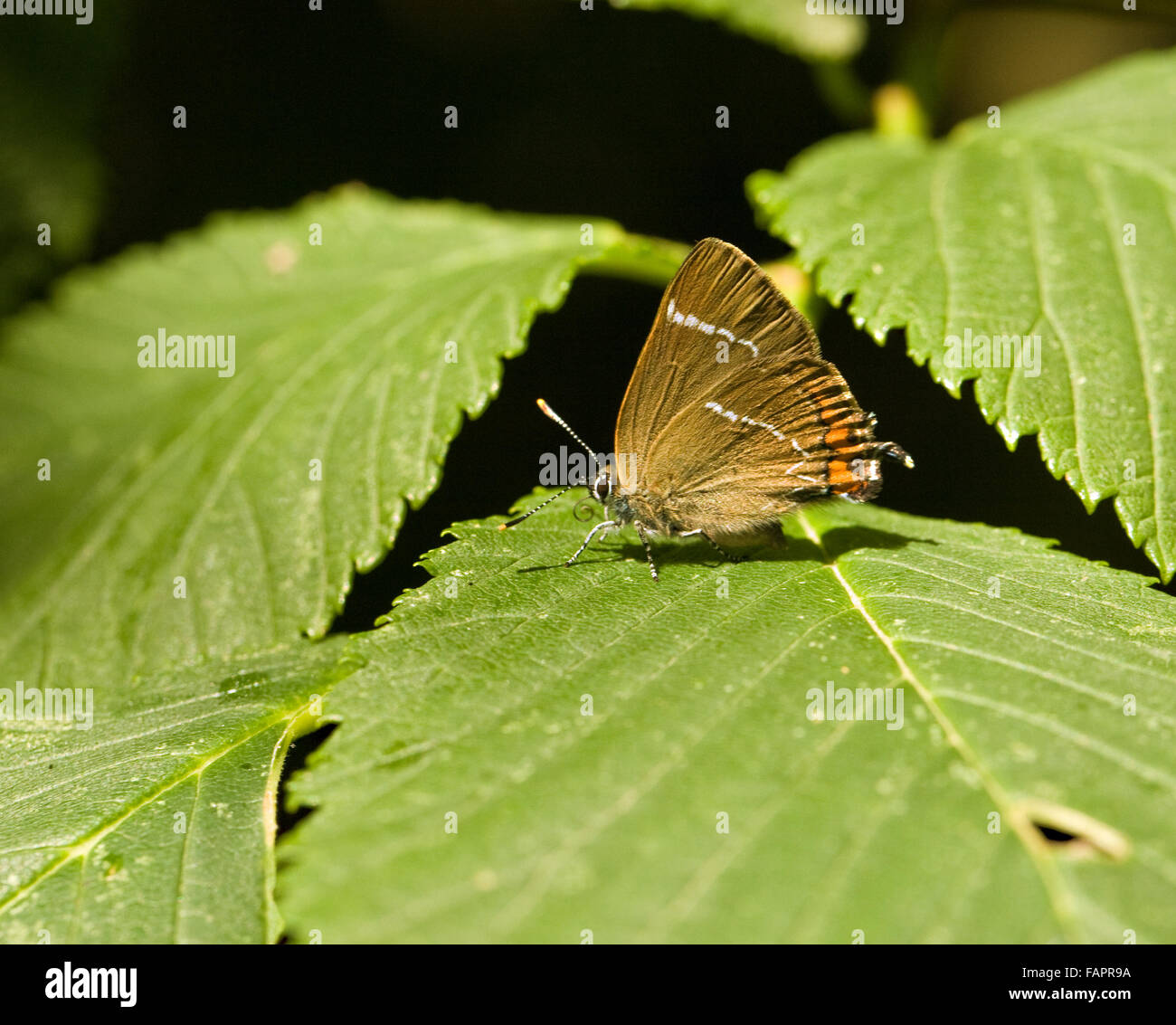 White Letter Hairstreak Strymonidia w-album butterfly in Fermyn Woods ...