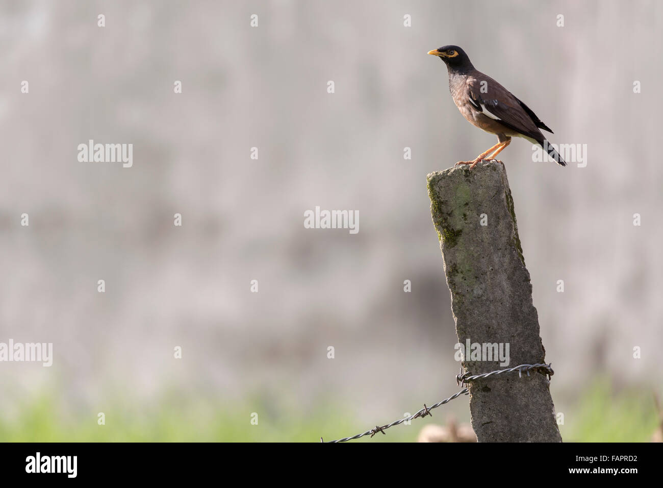 Common Myna (Dangre), Acridotheres tristis in Beshisahar, Nepal Stock ...